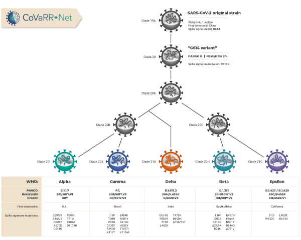 CoVaRR-Net – Quickly assessing how SARS-CoV-2 variants will affect ...